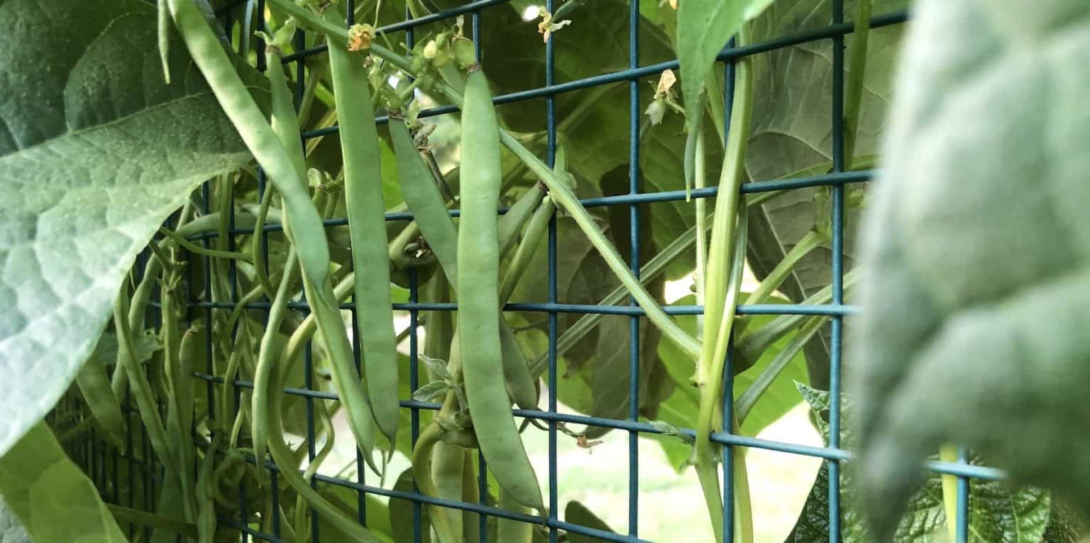 How To Grow Greasy Grit Beans | Help At My Home