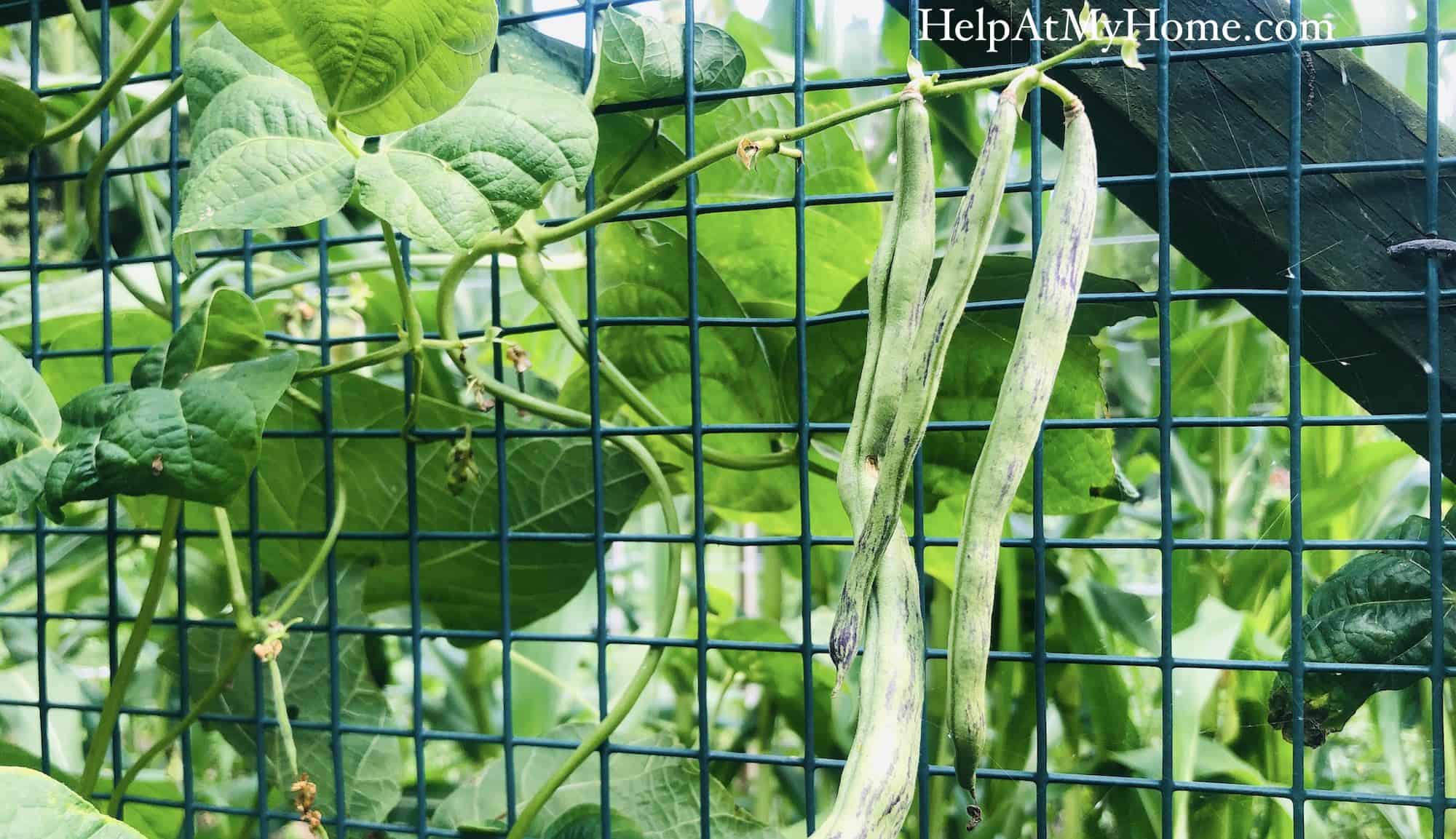 How To Grow Rattlesnake Pole Beans | Help At My Home
