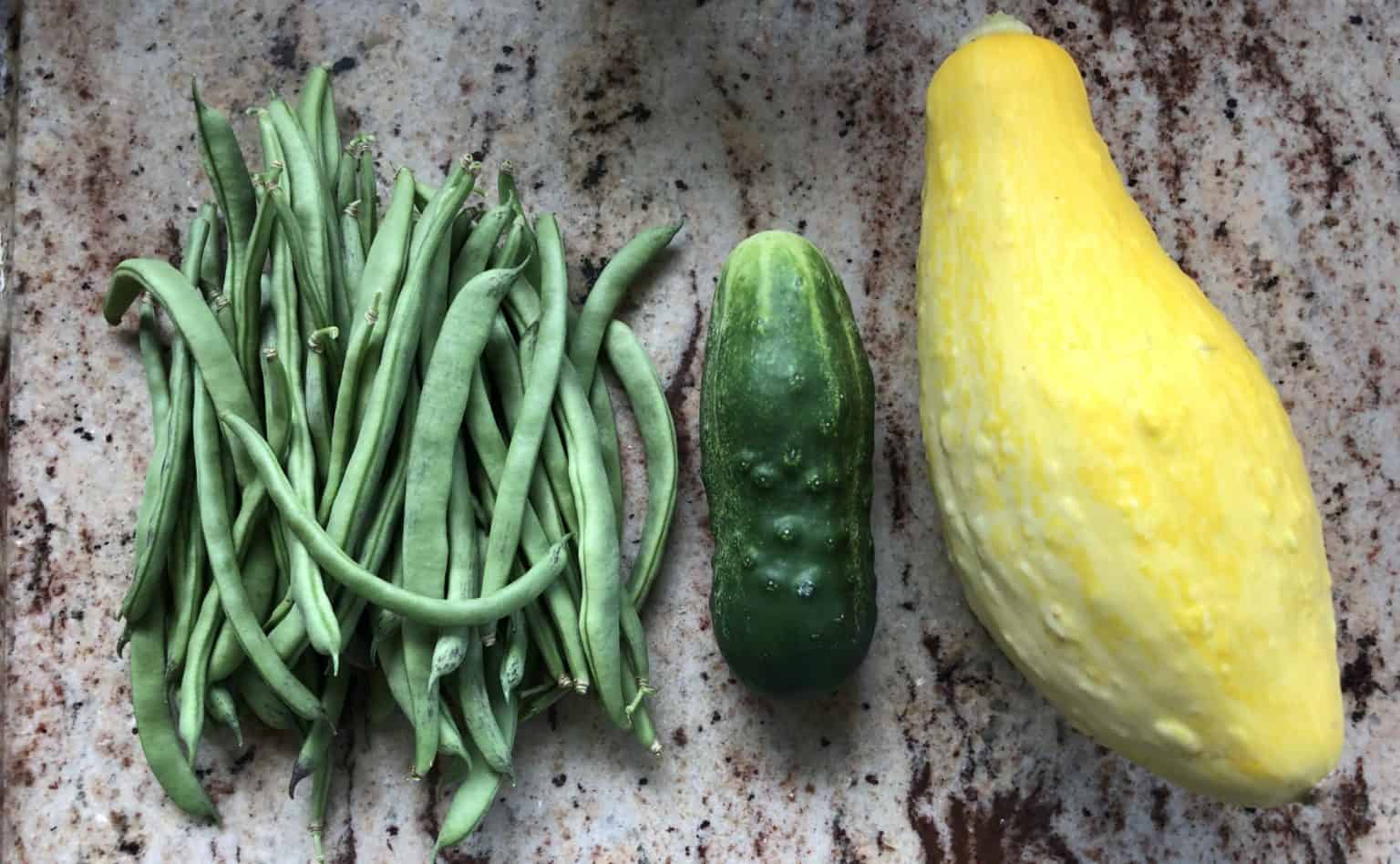 How To Grow Greasy Grit Beans | Help At My Home